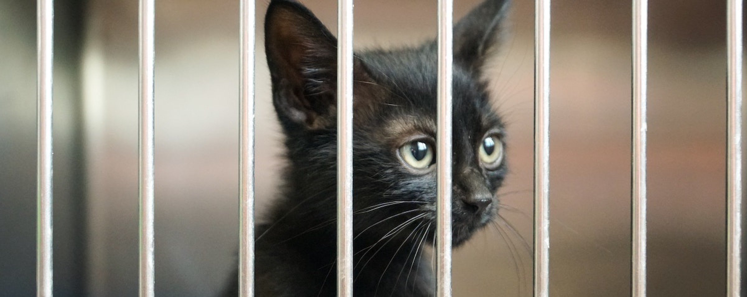 Dierenasiel: honden en katten - Verhuisdieren.nl