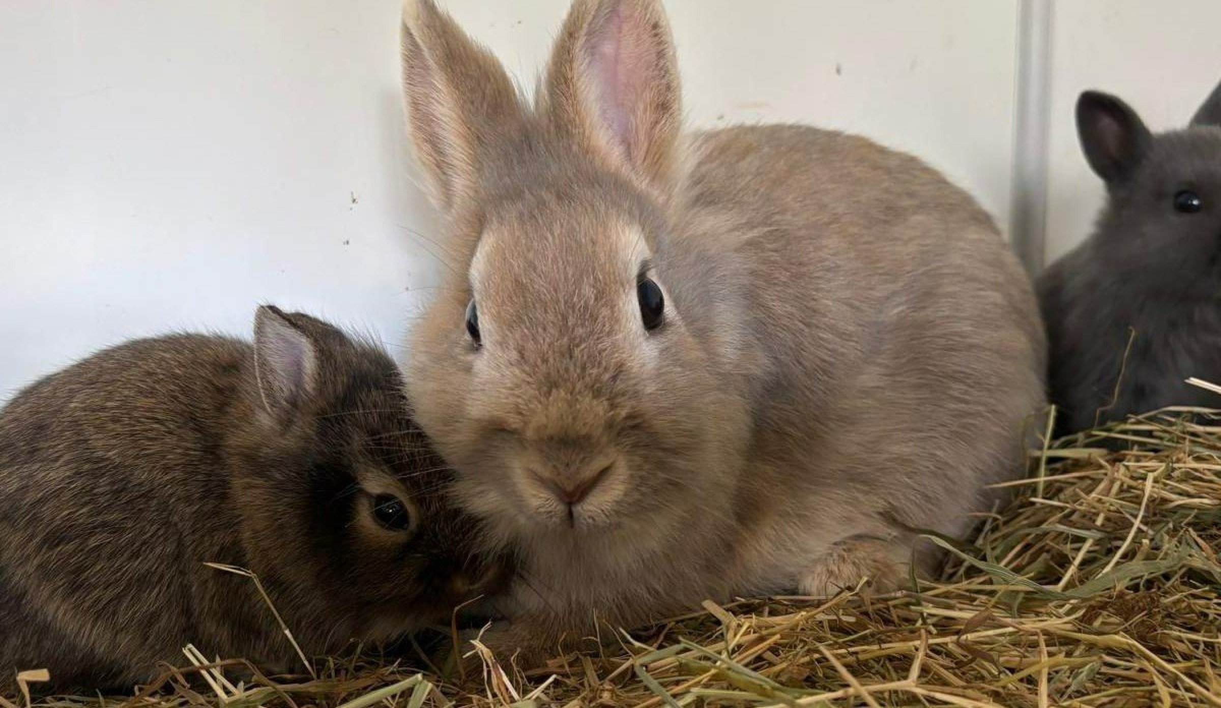 Stichting Flappus slaat alarm: ‘Het regent gedumpte dieren ...